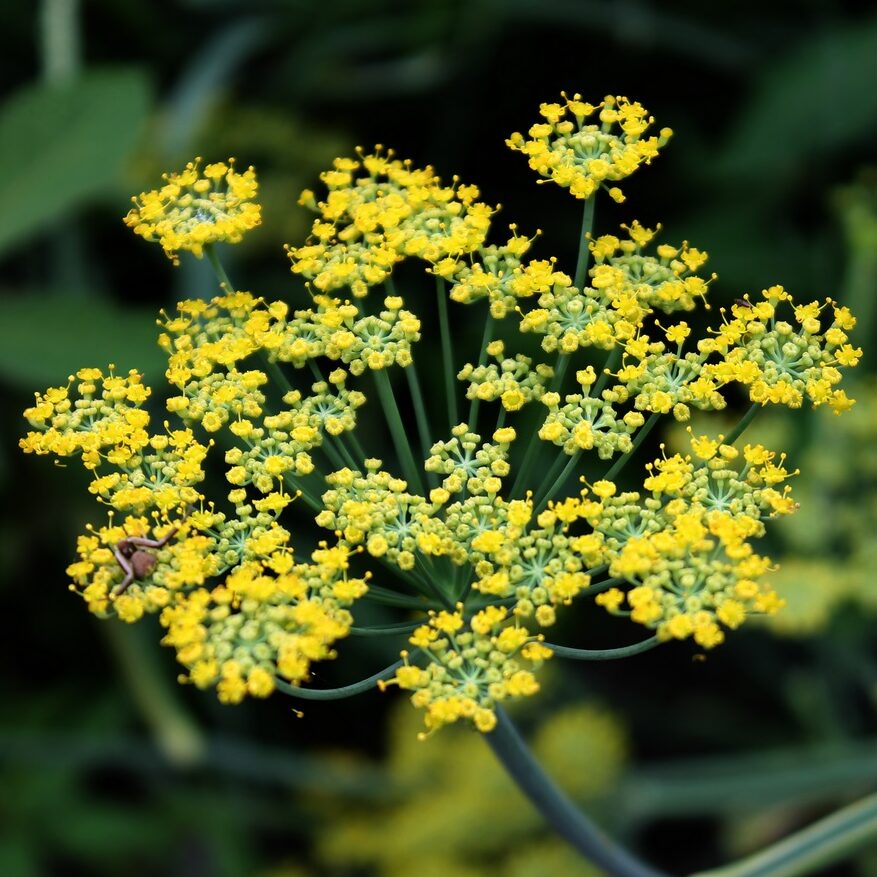 Propiedades medicinales del hinojo - Saraplantas