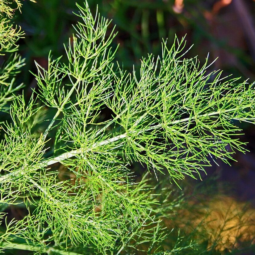 Propiedades medicinales del hinojo - Saraplantas