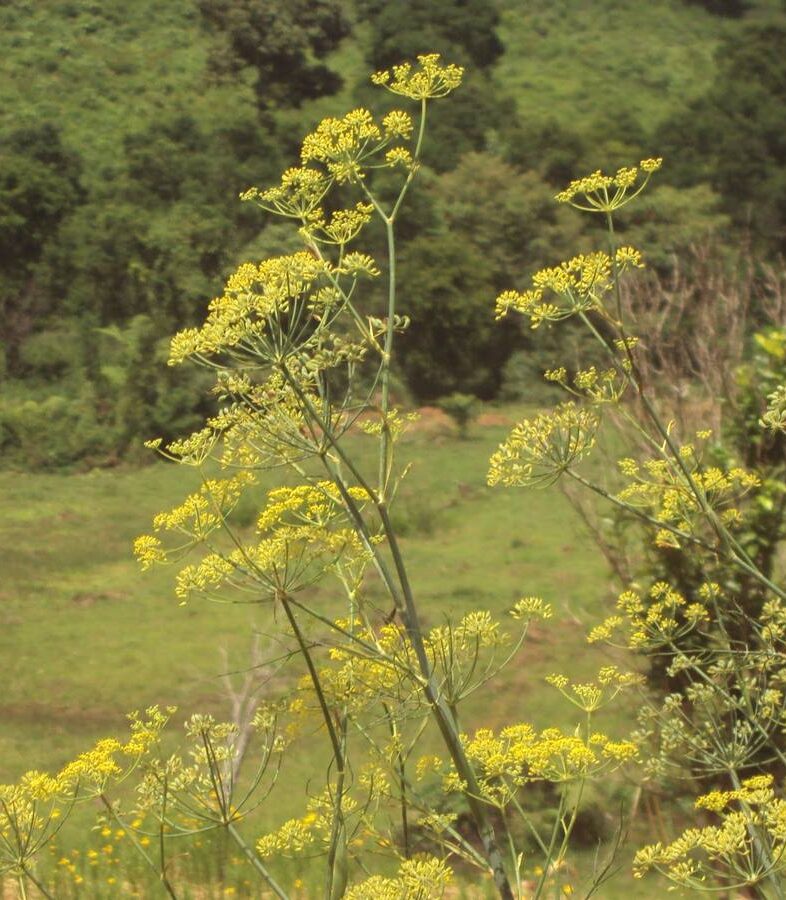 Propiedades medicinales del hinojo - Saraplantas