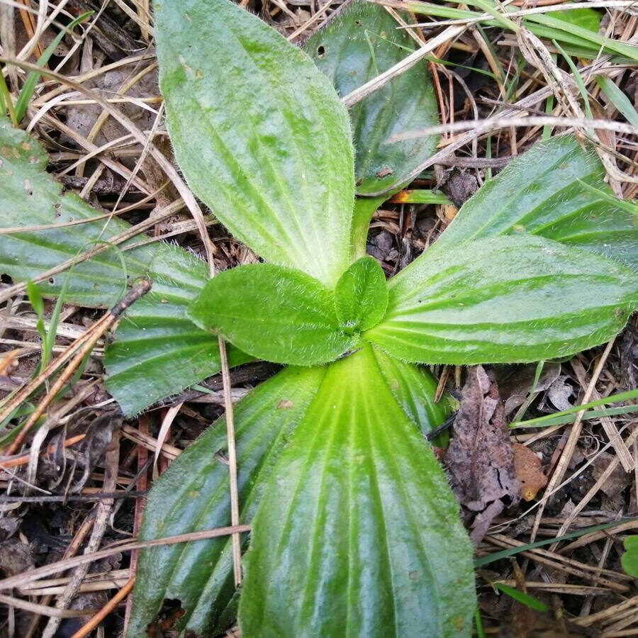Propiedades medicinales del llantén - Saraplantas