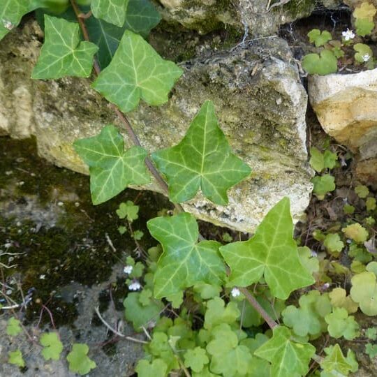 Propiedades medicinales de la hiedra - Saraplantas
