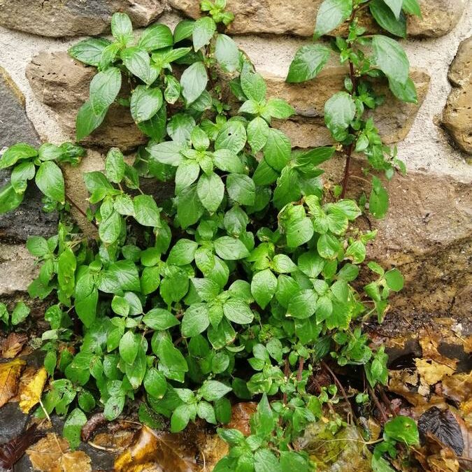 Parietaria propiedades medicinales - Saraplantas