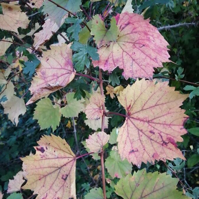 Teoría de las signaturas - Saraplantas