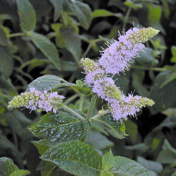 Propiedades y usos medicinales de la menta - Saraplantas