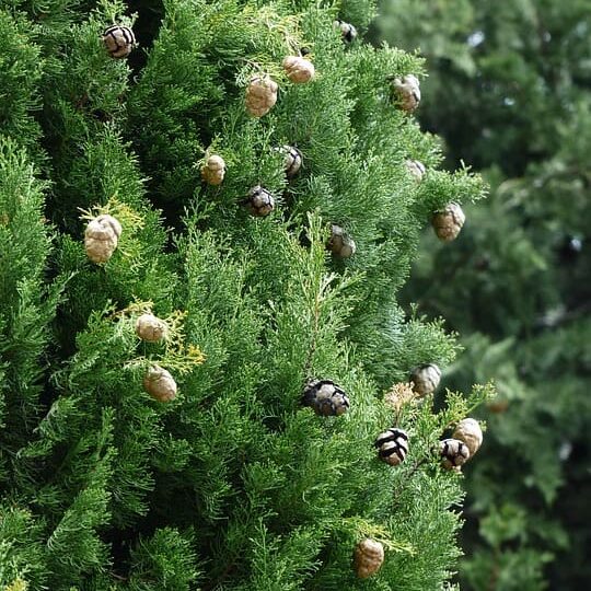 Ciprés – Saraplantas