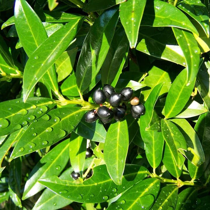 Propiedades y usos medicinales del laurel - Saraplantas