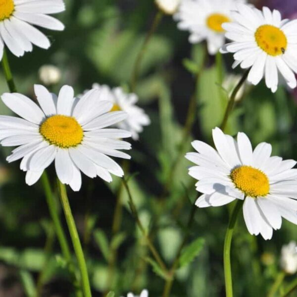 Propiedades y usos medicinales de la margarita - Saraplantas
