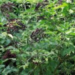 Sauco, propiedades medicinales y usos - Saraplantas