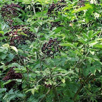 Sauco, propiedades medicinales y usos - Saraplantas