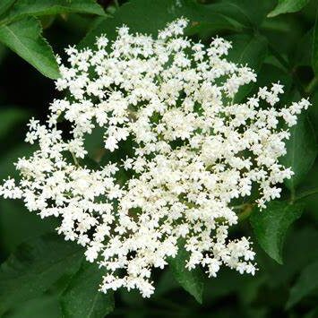 Sauco, propiedades medicinales y usos - Saraplantas